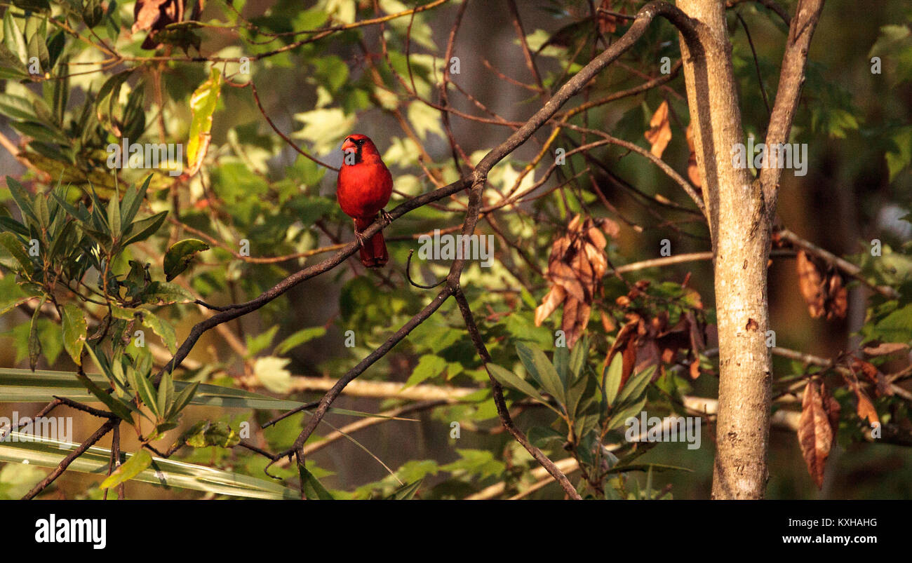 Male red Northern cardinal bird Cardinalis cardinalis perches on a tree ...