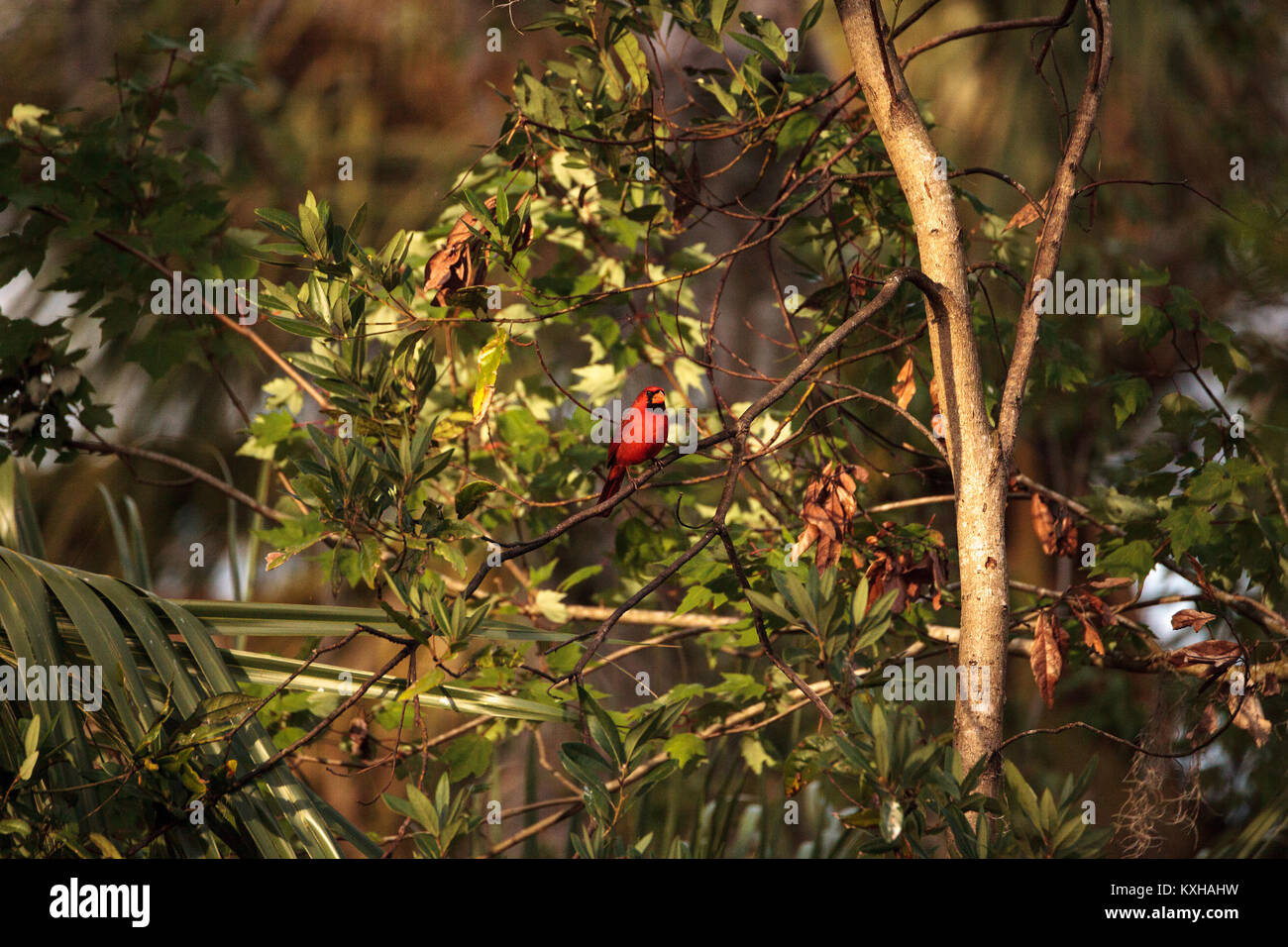 Male red Northern cardinal bird Cardinalis cardinalis perches on a tree ...