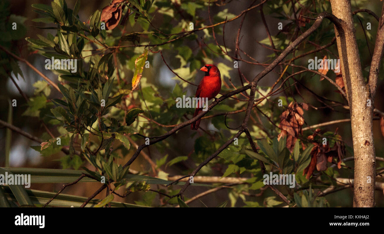 Male red Northern cardinal bird Cardinalis cardinalis perches on a tree ...