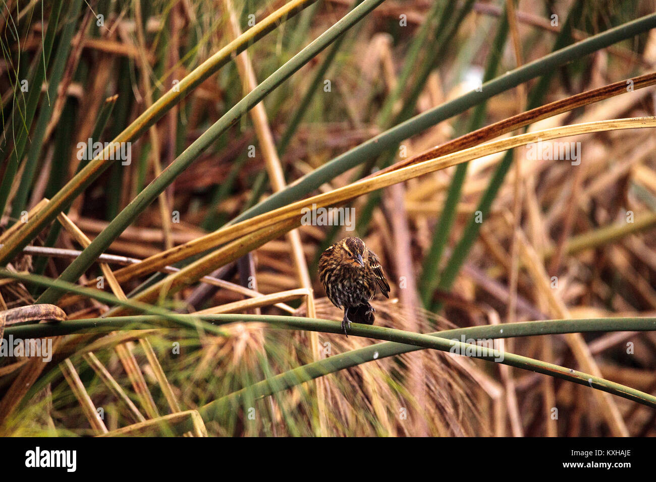 Female red winged blackbird Agelaius phoeniceus perches in a swamp in ...