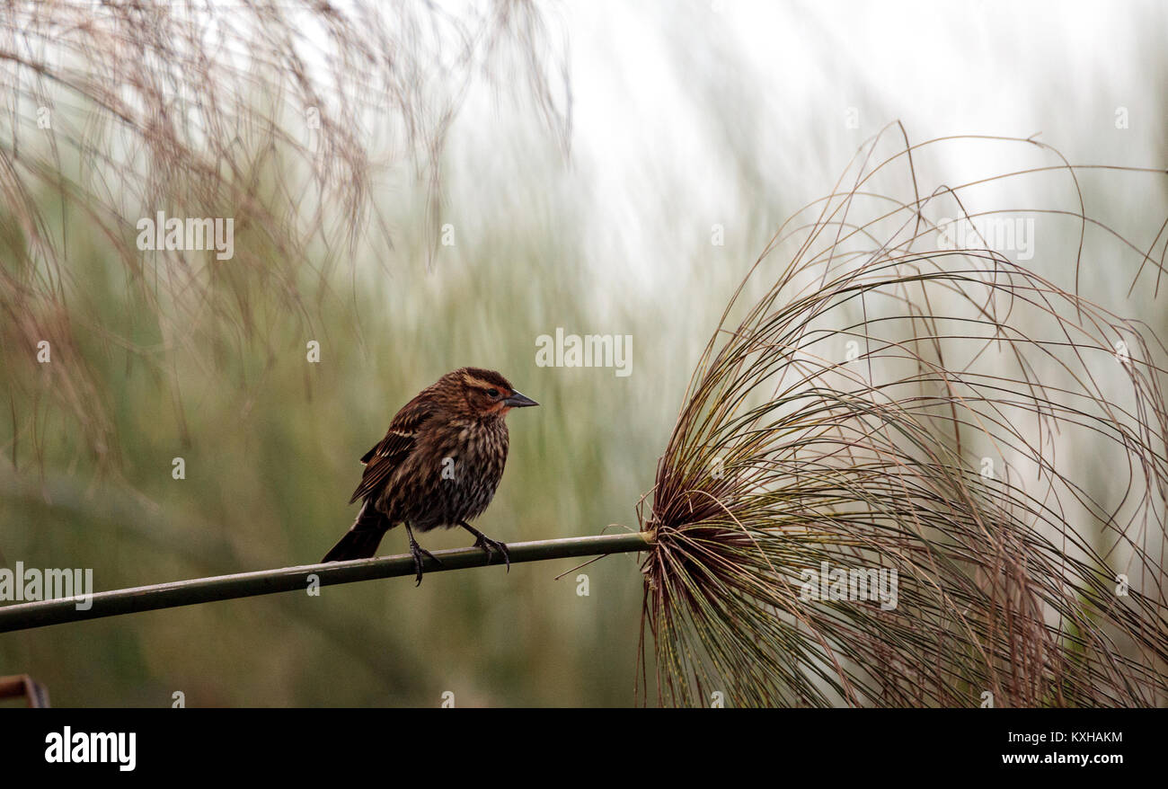Female red winged blackbird Agelaius phoeniceus perches in a swamp in ...