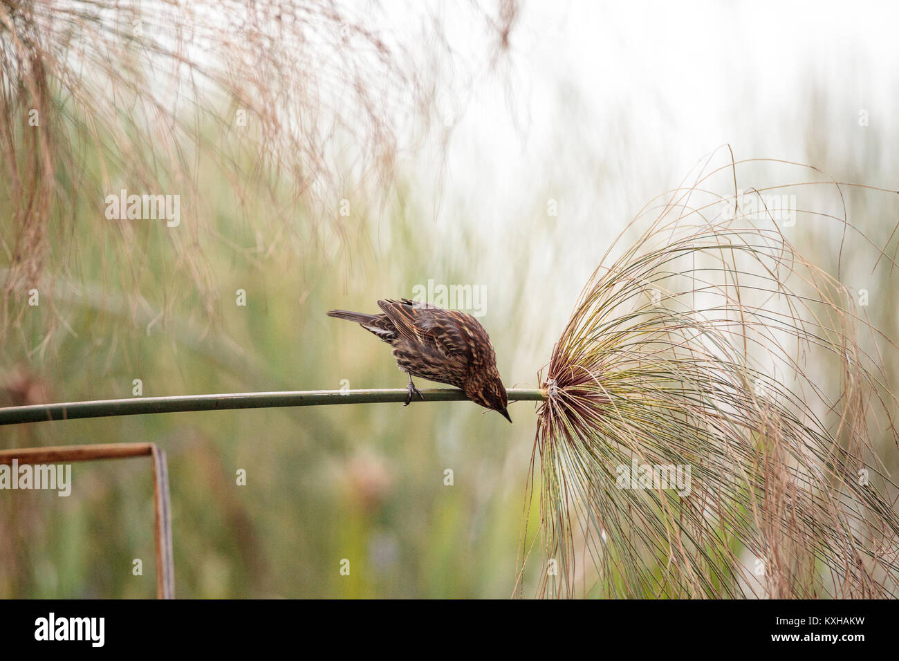 Female red winged blackbird Agelaius phoeniceus perches in a swamp in ...