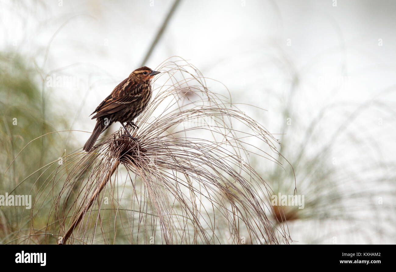 Female red winged blackbird Agelaius phoeniceus perches in a swamp in ...