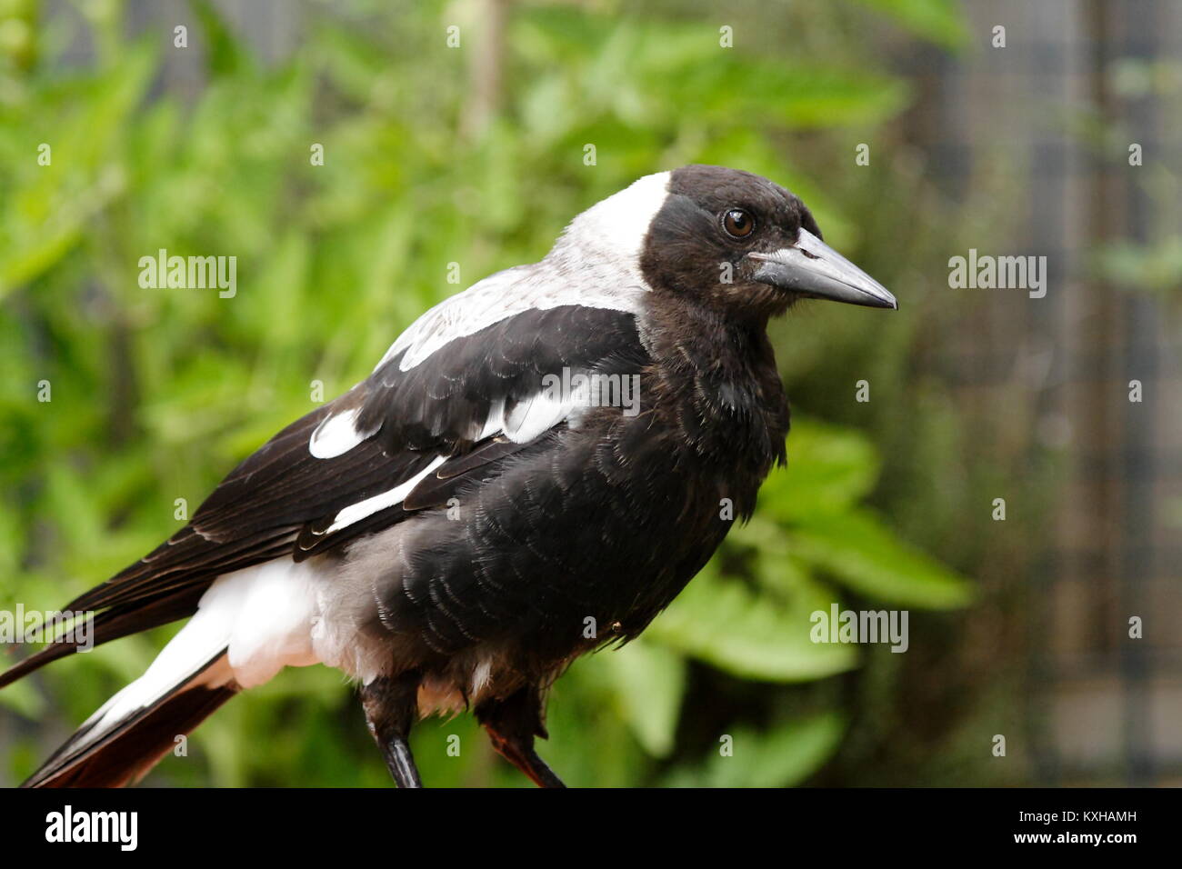 Australian Magpie 'Gymnorhina tibicen' Stock Photo - Alamy
