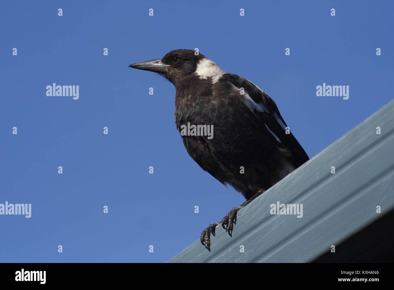 Juvenile Australian Magpie 'Gymnorhina tibicen' Stock Photo - Alamy