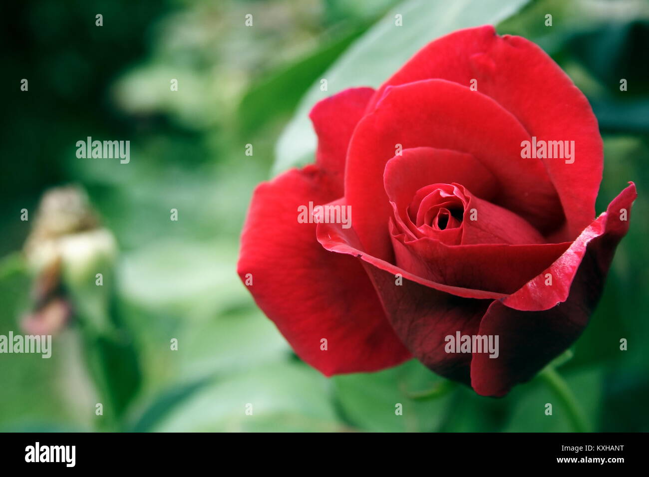Red Rose 'Mister Lincoln' Stock Photo - Alamy