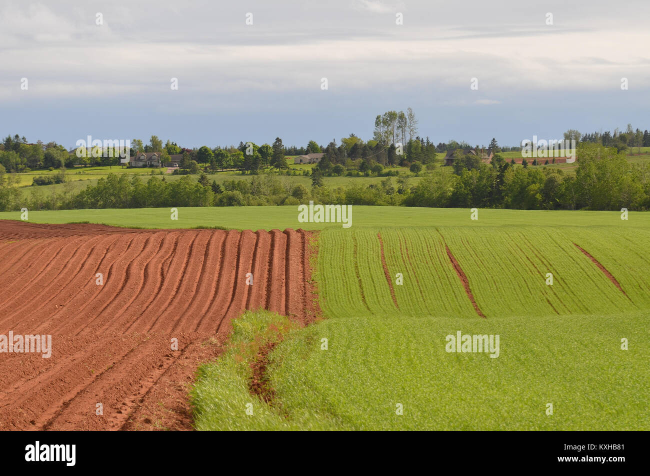 Fresh worked red soil sits in contrast with bright green crops Stock ...