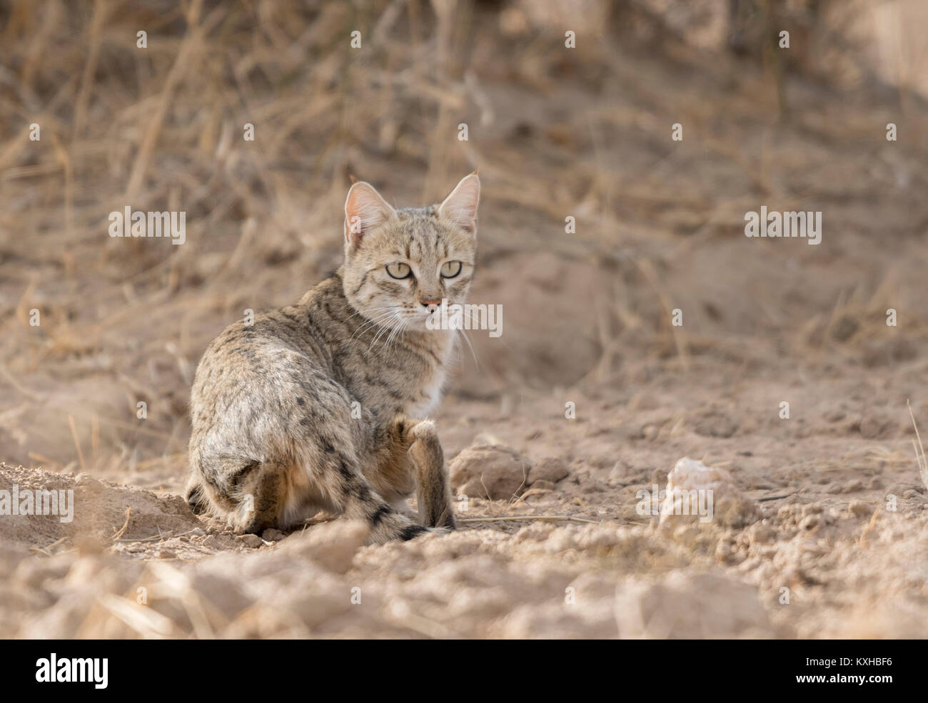 Desert prey hi-res stock photography and images - Alamy