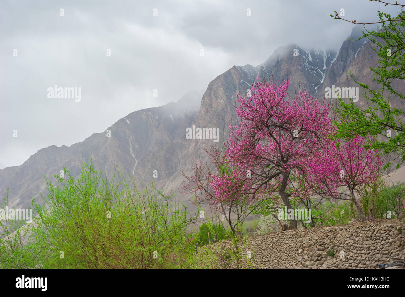 beautiful Landscape of Hunza Valley with Apricot blossom, Northern Area ...