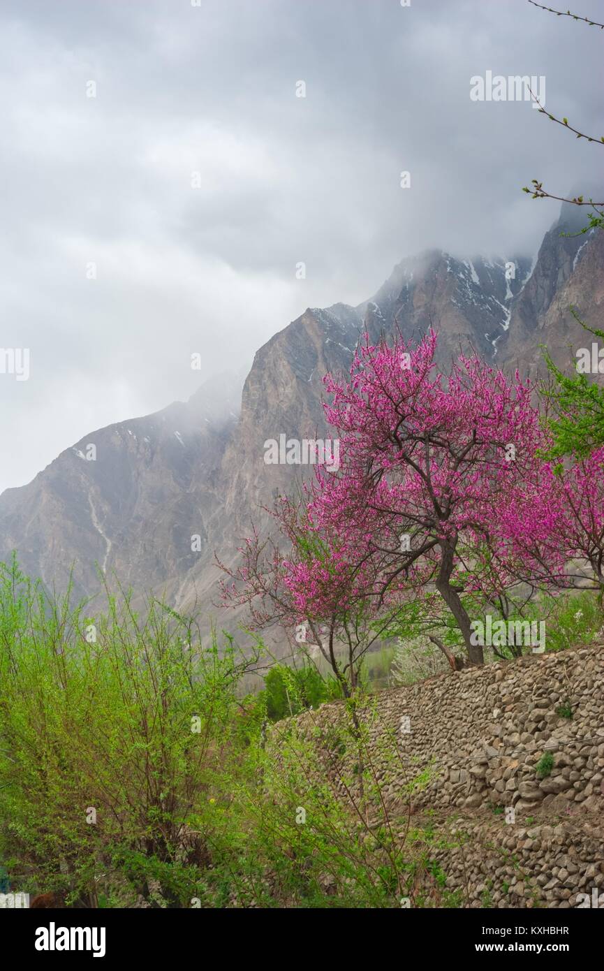 beautiful Landscape of Hunza Valley with Apricot blossom, Northern Area ...