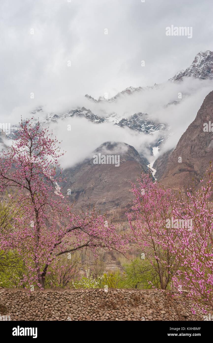 beautiful Landscape of Hunza Valley with Apricot blossom, Northern Area ...