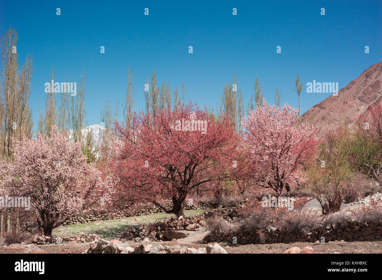 beautiful Landscape of Hunza Valley with Apricot blossom, Northern Area ...