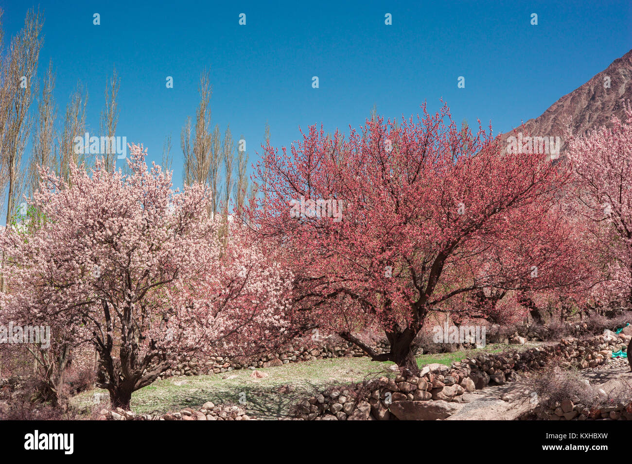 beautiful Landscape of Hunza Valley with Apricot blossom, Northern Area ...