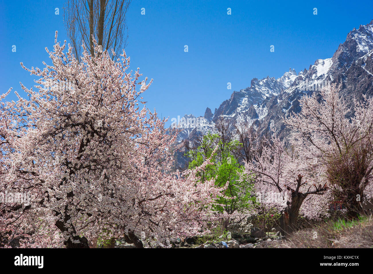 Apricot blossom pakistan hi-res stock photography and images - Alamy