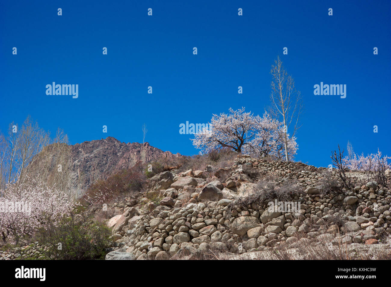 beautiful Landscape of Hunza Valley with Apricot blossom, Northern Area ...