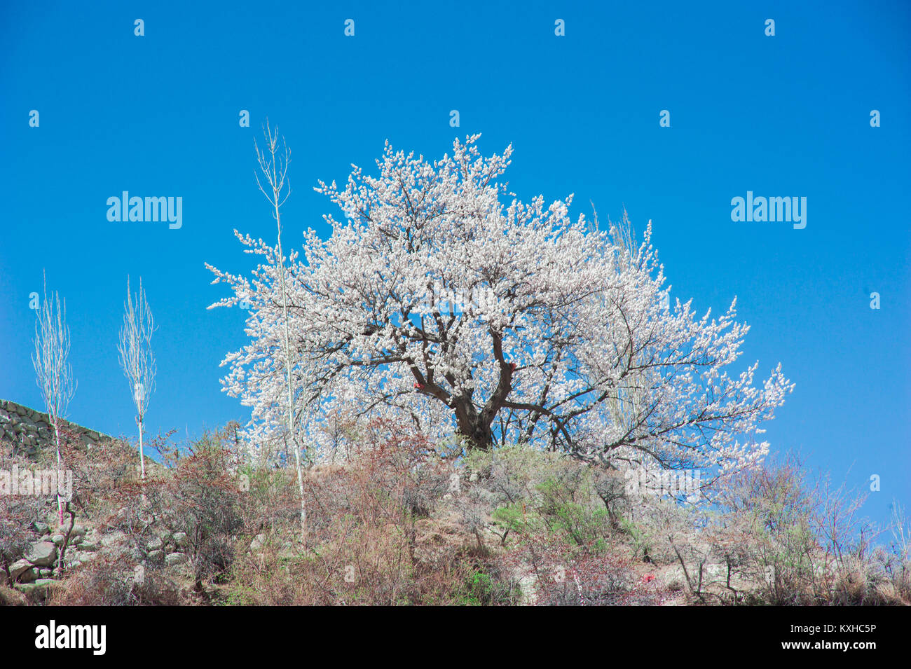 beautiful Landscape of Hunza Valley with Apricot blossom, Northern Area ...