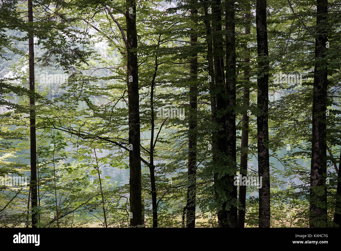 Trees and mountain range in Slovenian Alps Stock Photo - Alamy