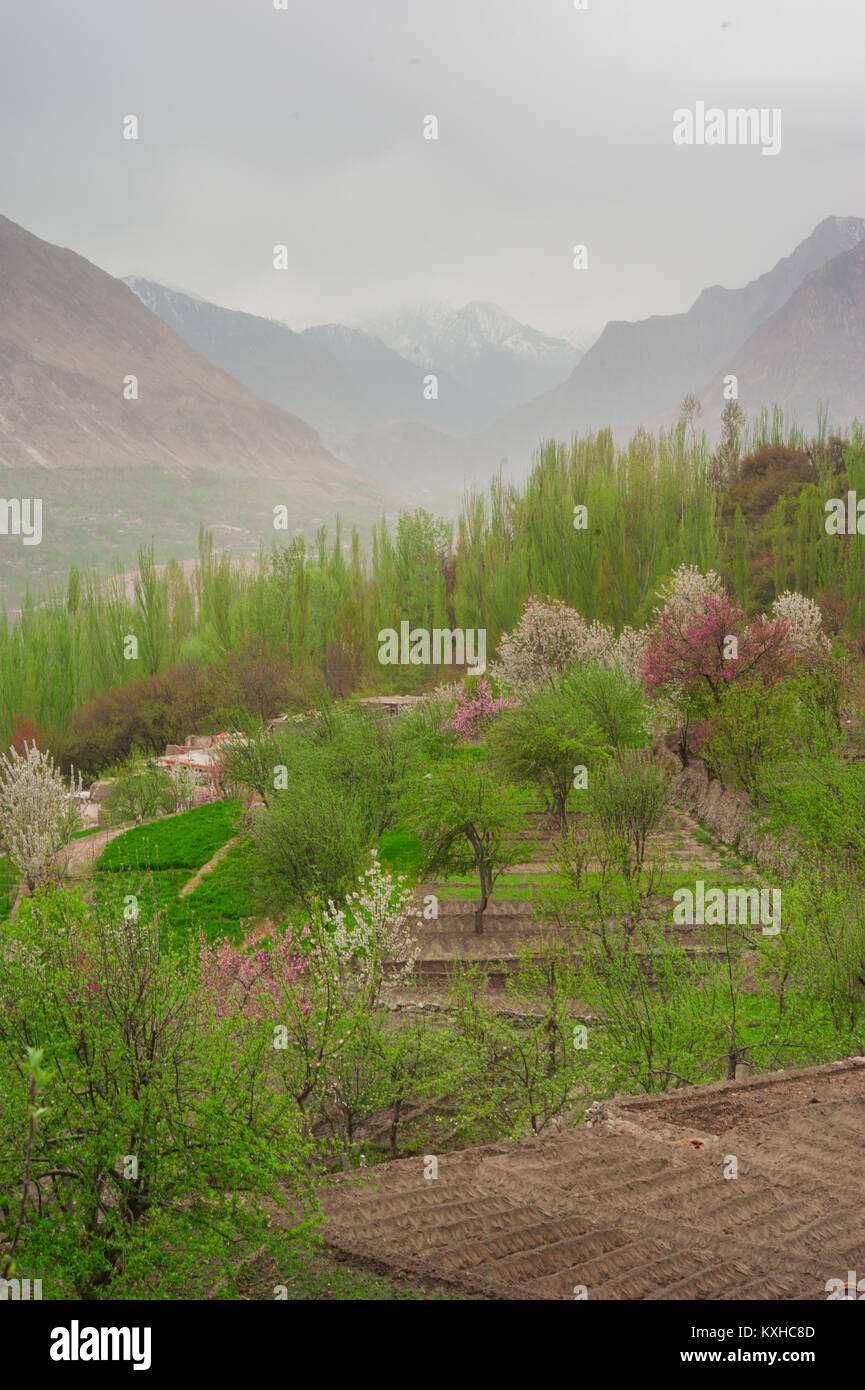 beautiful Landscape of Hunza Valley with Apricot blossom, Northern Area ...
