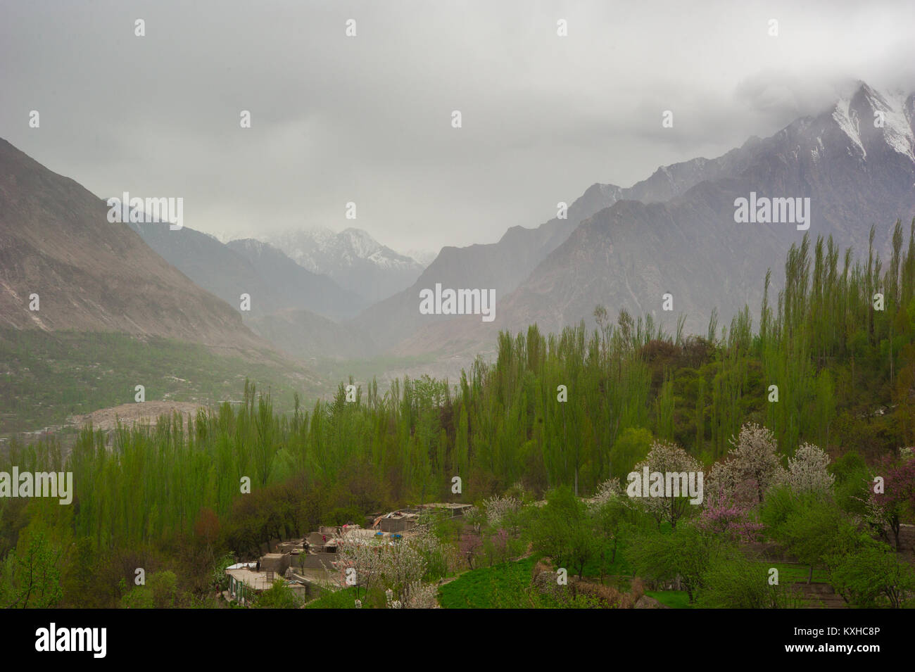 Apricot blossom pakistan hi-res stock photography and images - Alamy