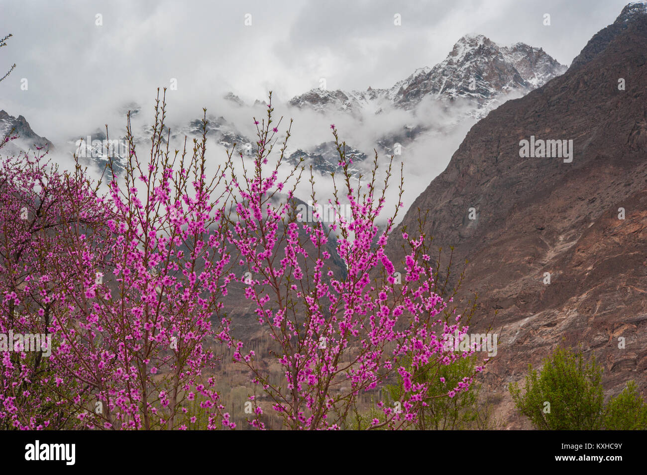 beautiful Landscape of Hunza Valley with Apricot blossom, Northern Area ...