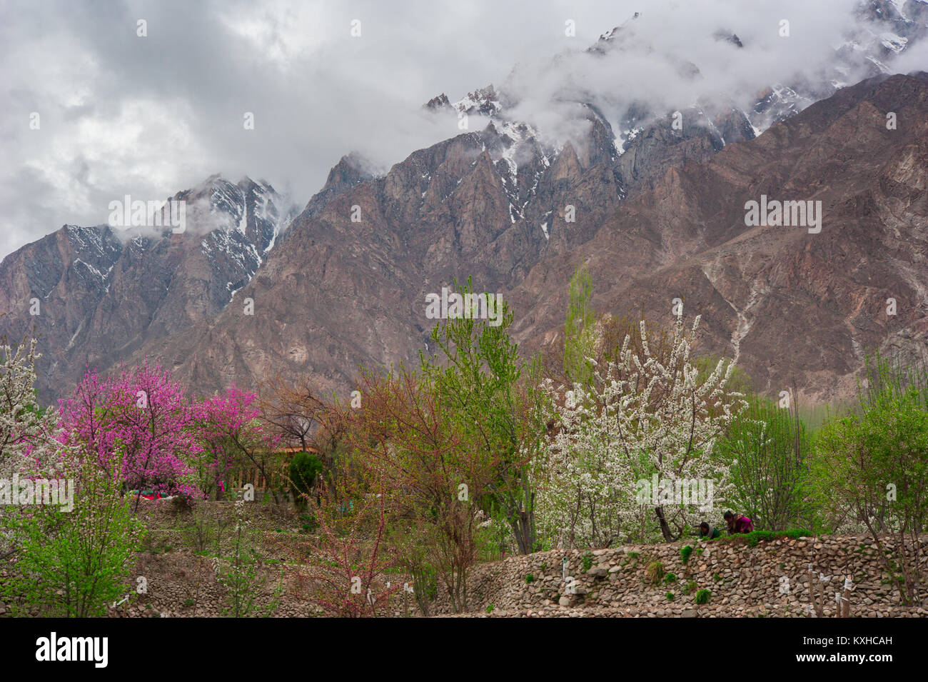 beautiful Landscape of Hunza Valley with Apricot blossom, Northern Area ...
