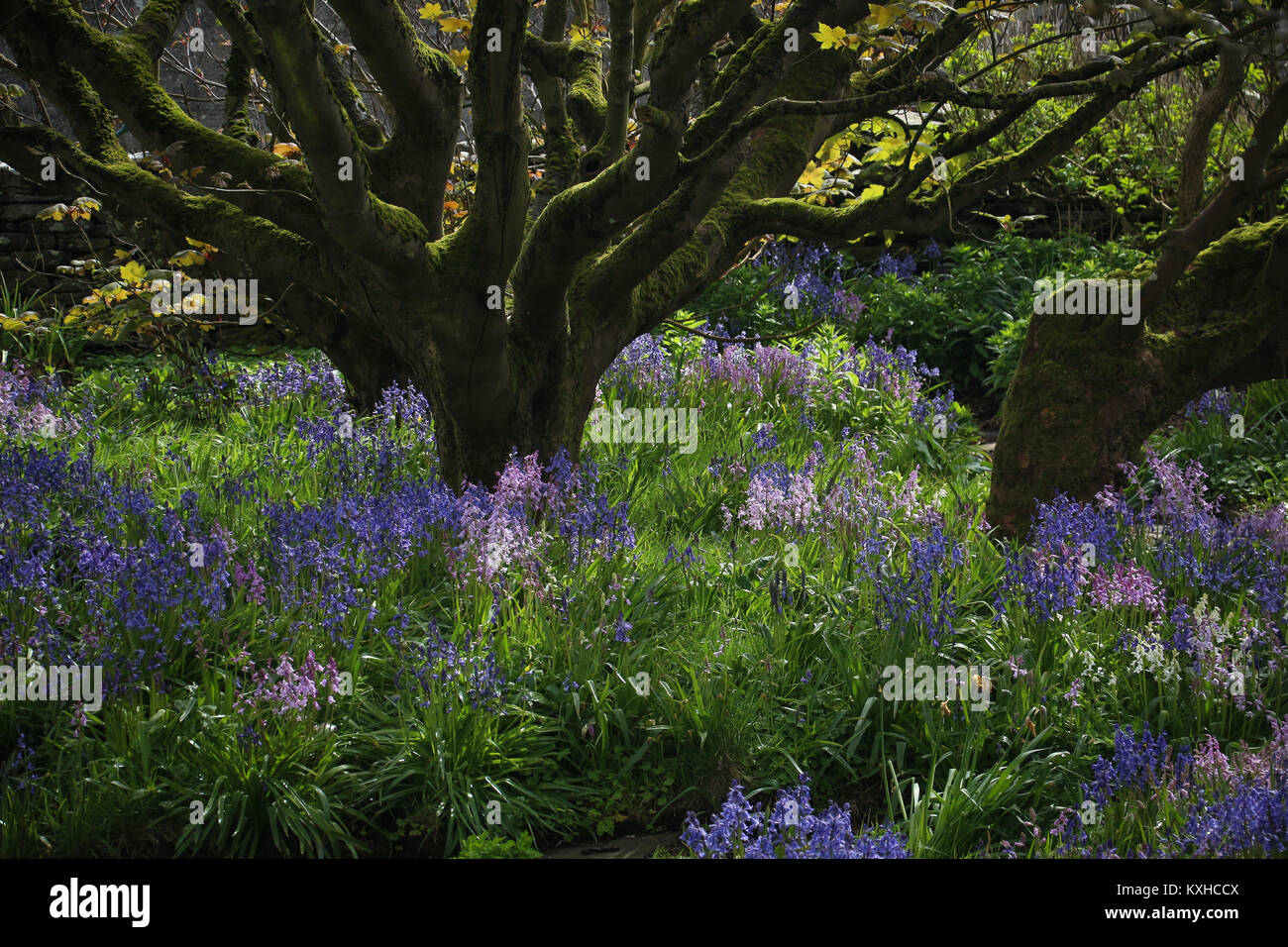 Orkney spring hi-res stock photography and images - Alamy