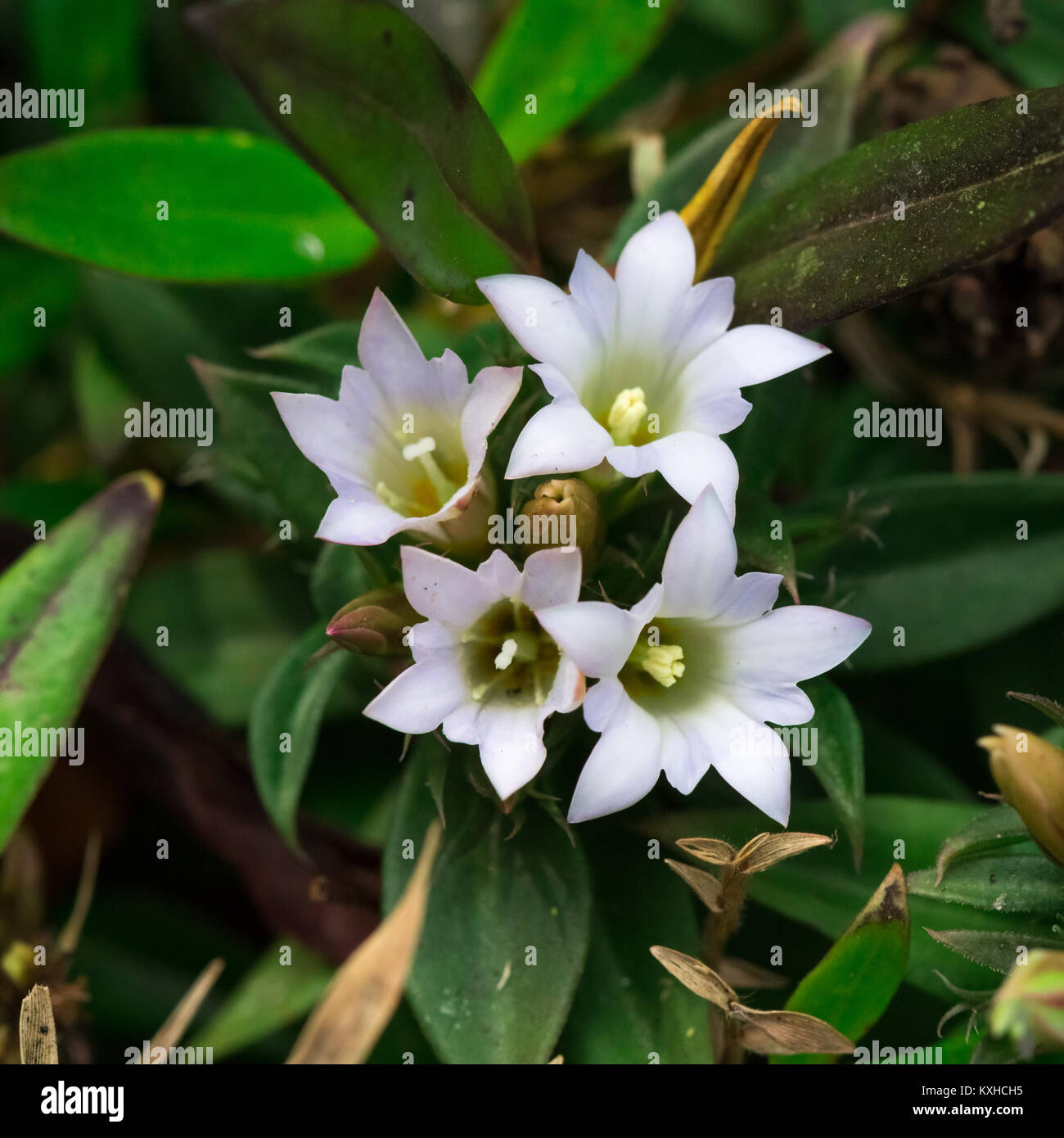 Spring Gentian - Gentiana verna on the Burren Stock Photo - Alamy