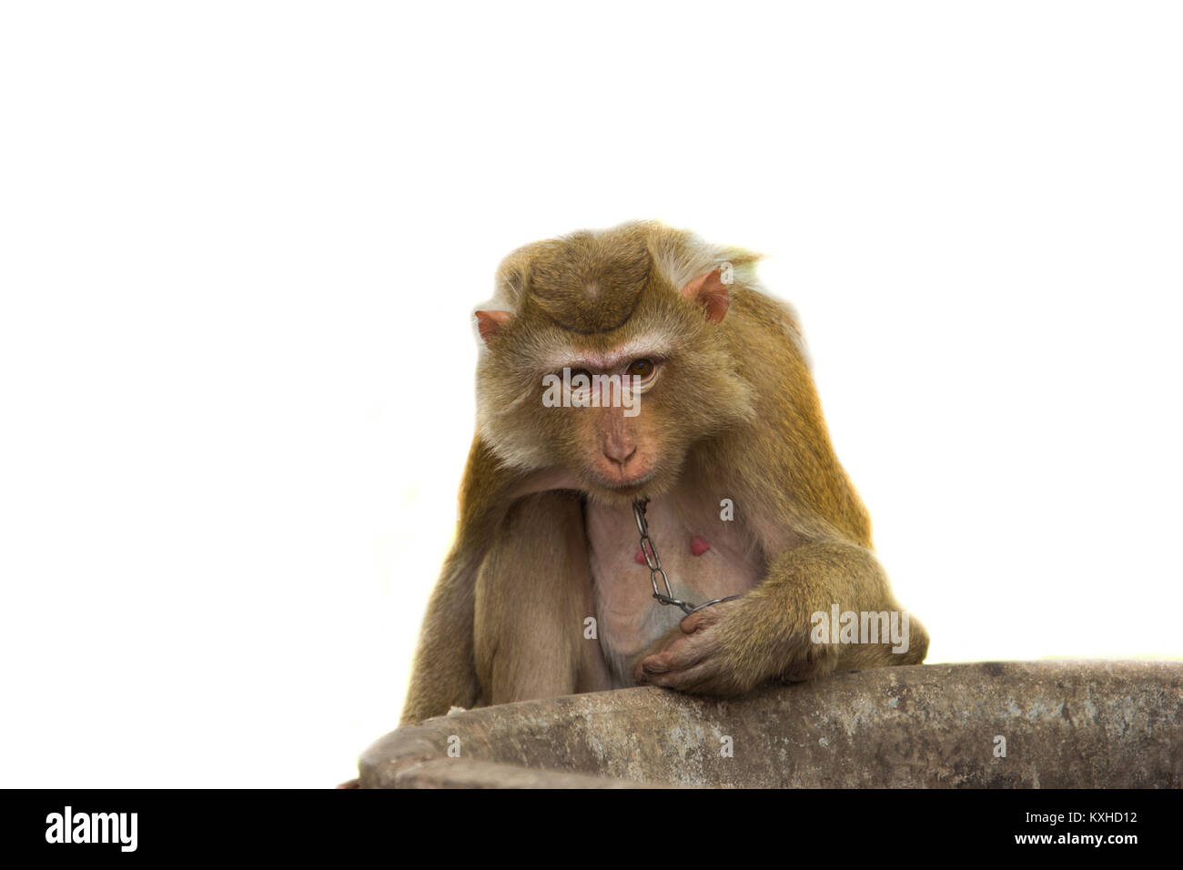 Monkey isolated on white background Stock Photo - Alamy
