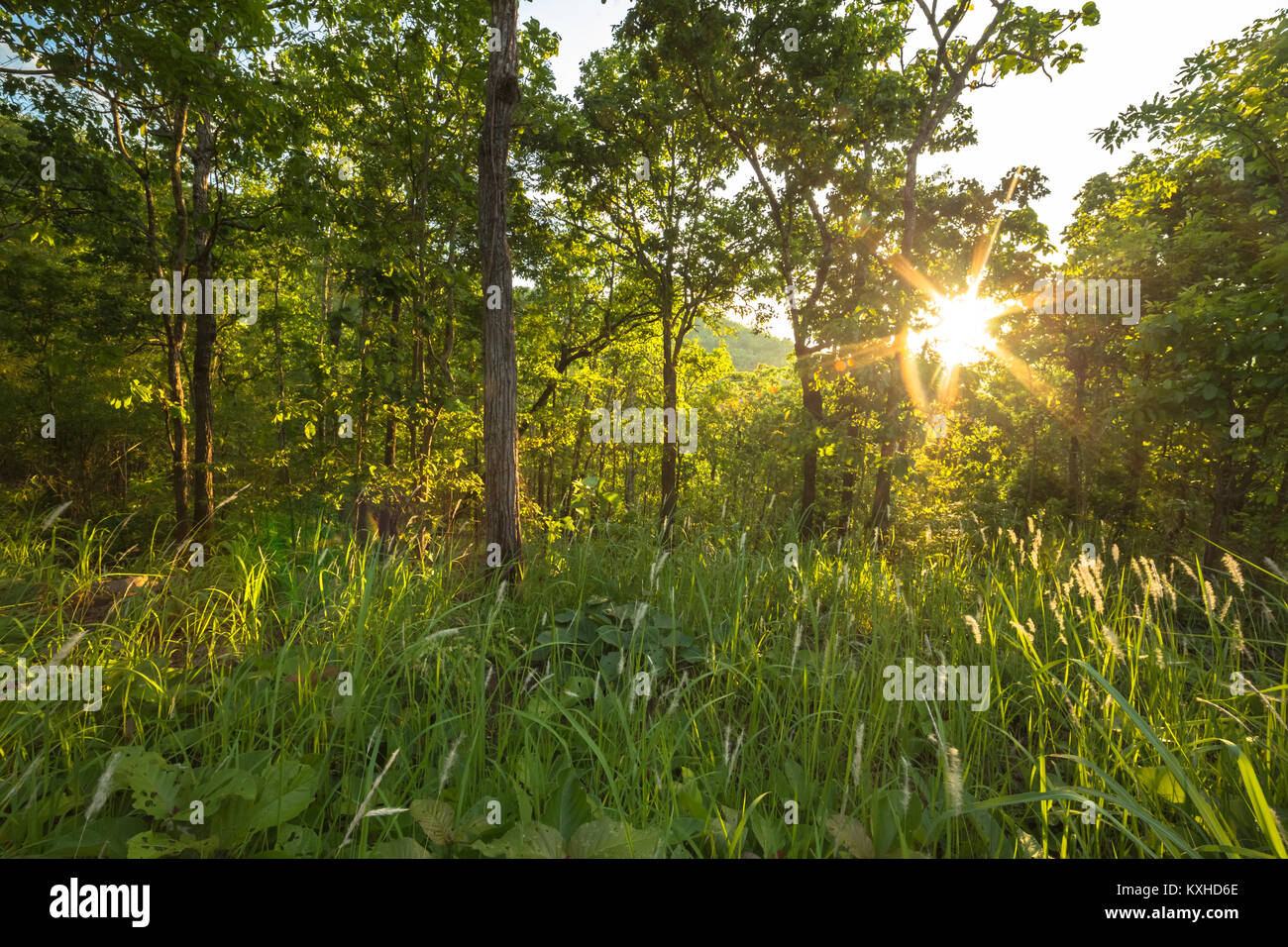 Sunshine forest trees. Sun through green forest nature. Forest in light ...
