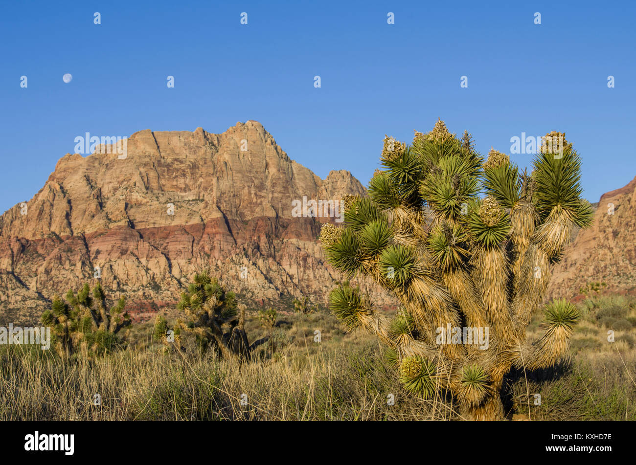 View of the red rock cliffs in Red Rock Canyon National Conservation ...