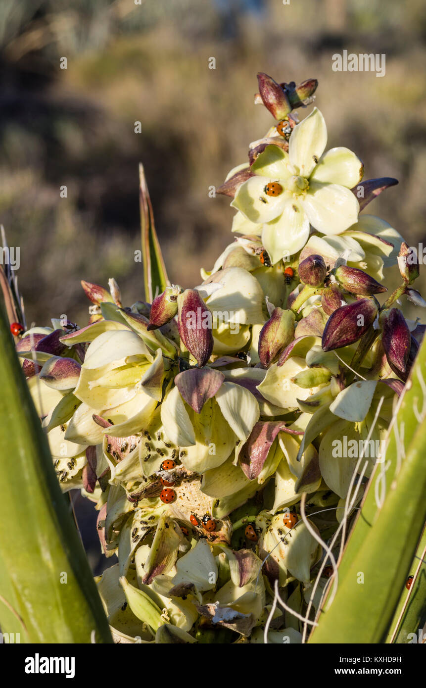 Red yucca hi-res stock photography and images - Alamy