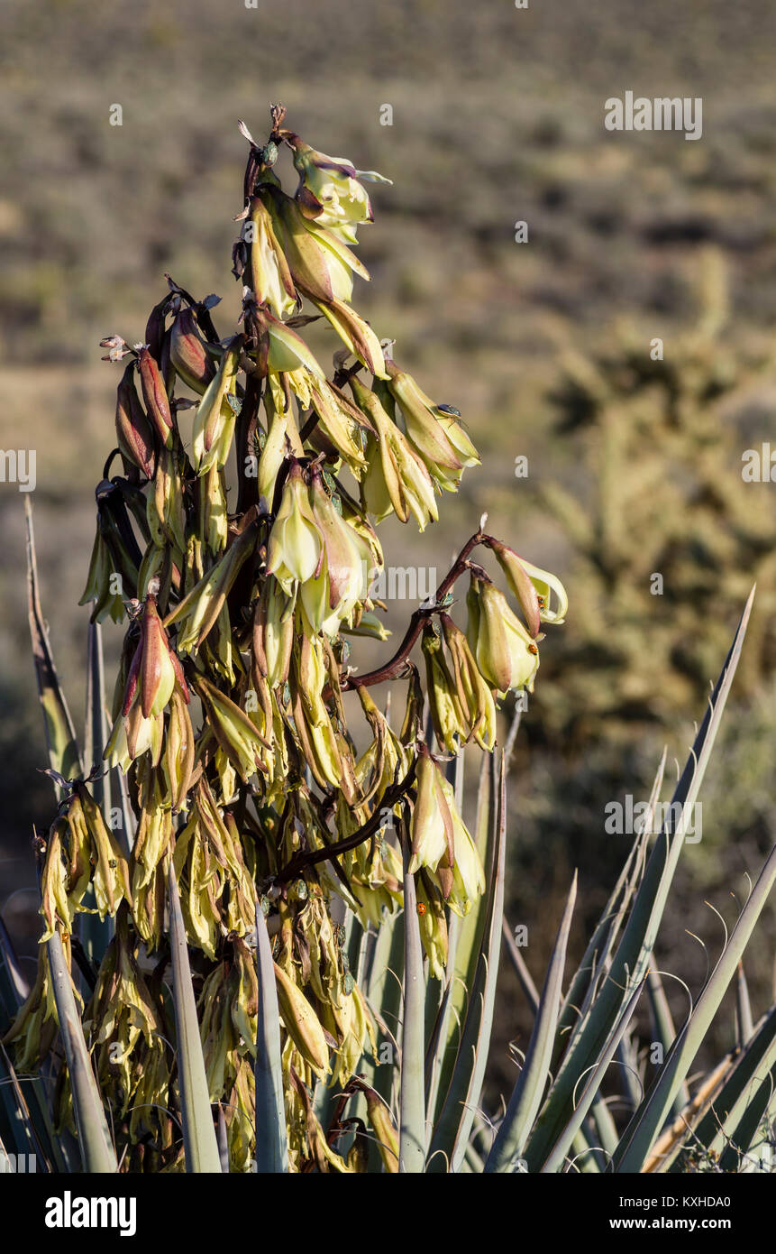 Yucca canyon hi-res stock photography and images - Alamy