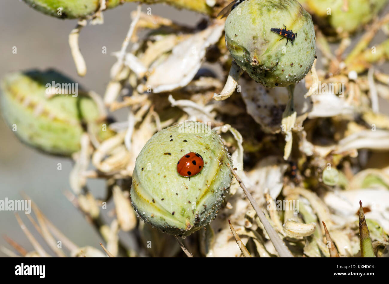 Lady bug beetles feeding on seed pods of the Mojave Yucca plant Stock ...