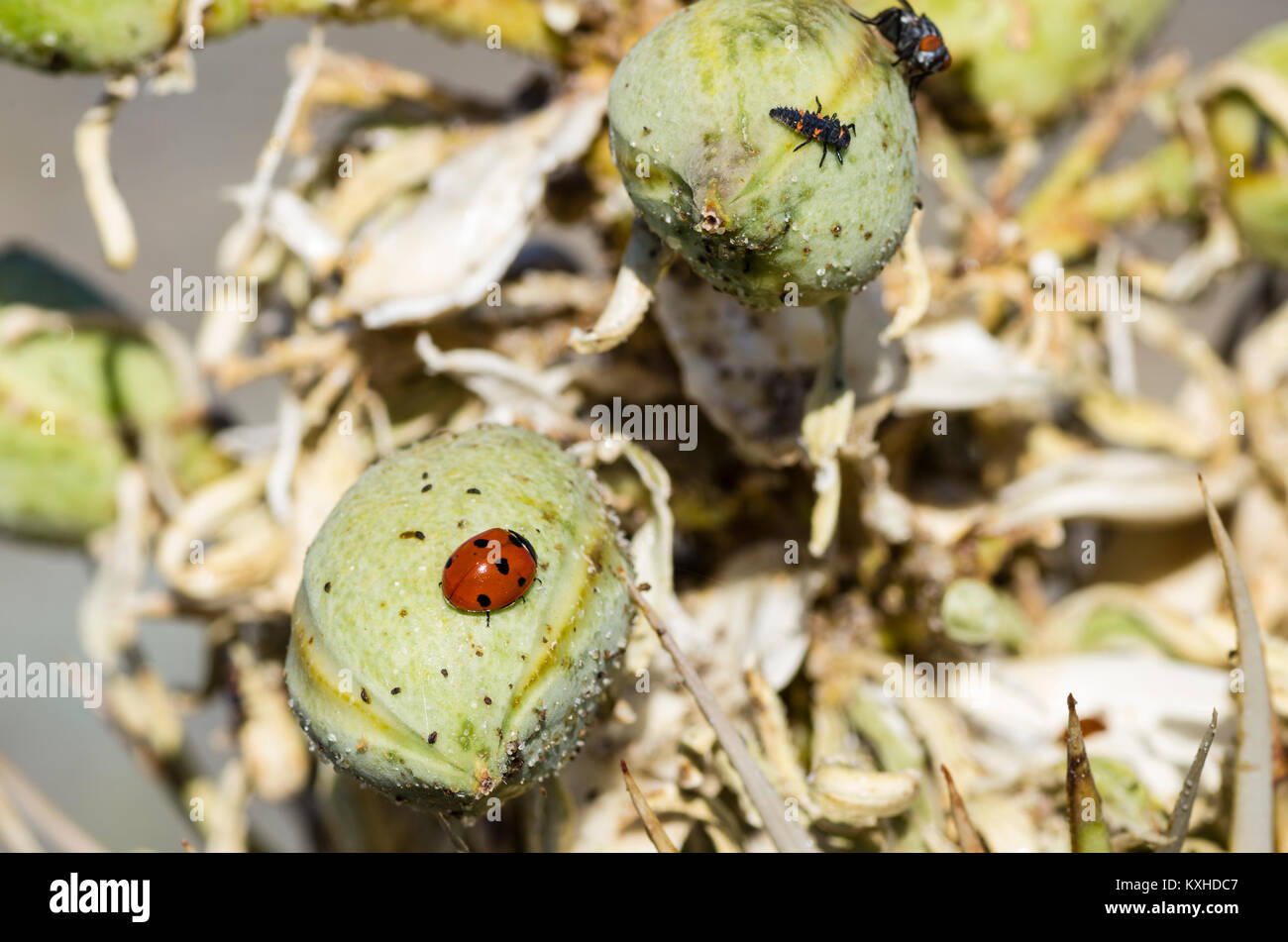 Lady bug beetles feeding on seed pods of the Mojave Yucca plant Stock ...