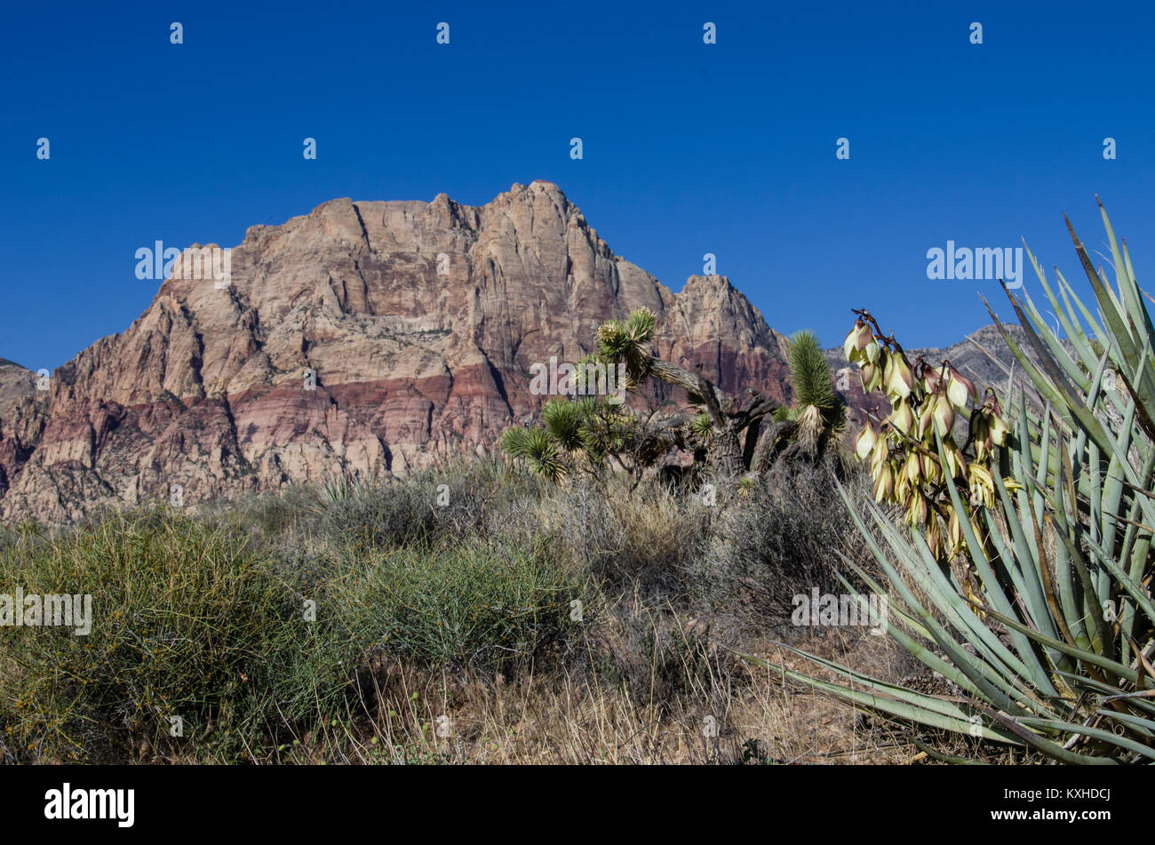 Yucca blooming hi-res stock photography and images - Alamy