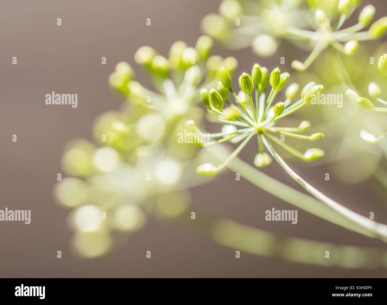 Macro shots of dill flowers using a narrow depth of field Stock Photo ...