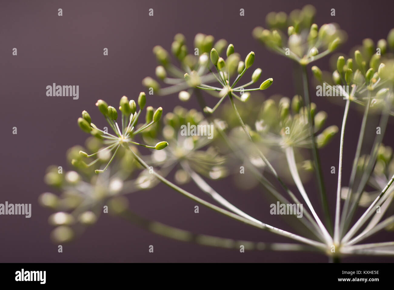 Narrow depth of field hi-res stock photography and images - Alamy