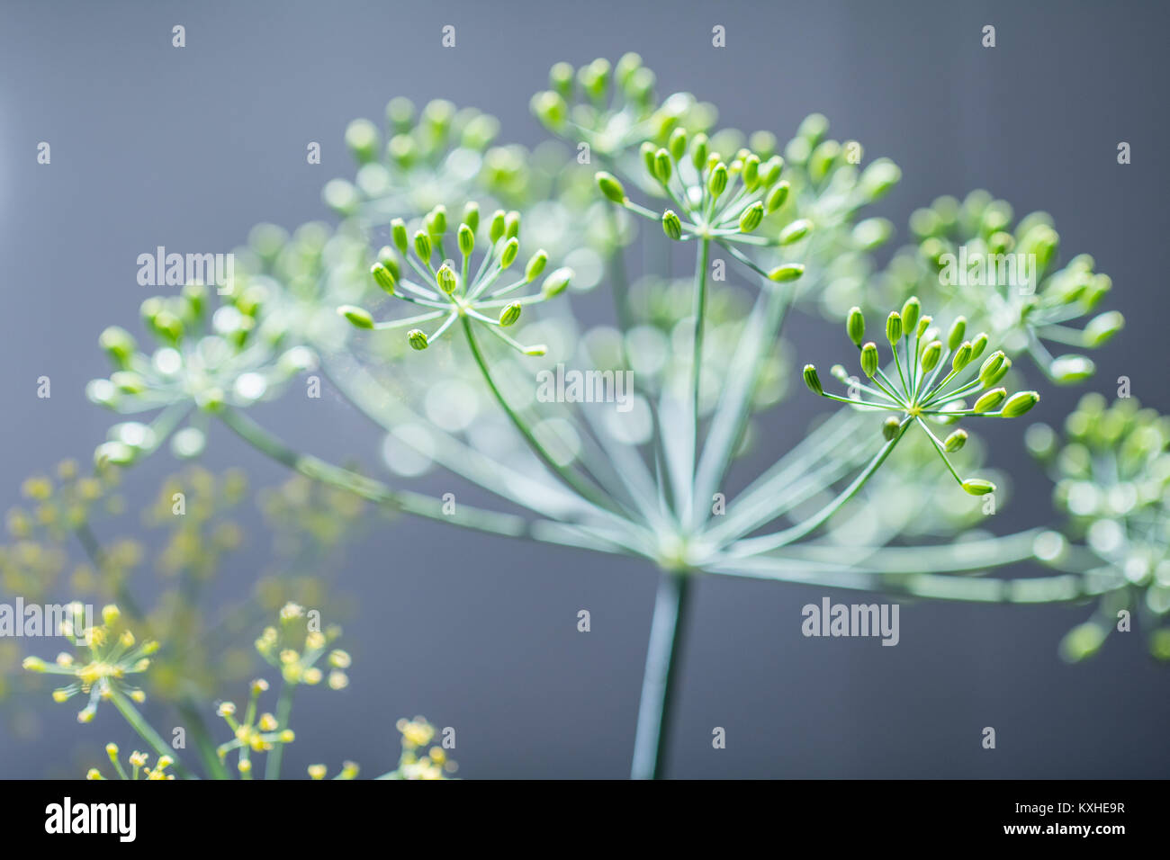 Macro shots of dill flowers using a narrow depth of field Stock Photo ...