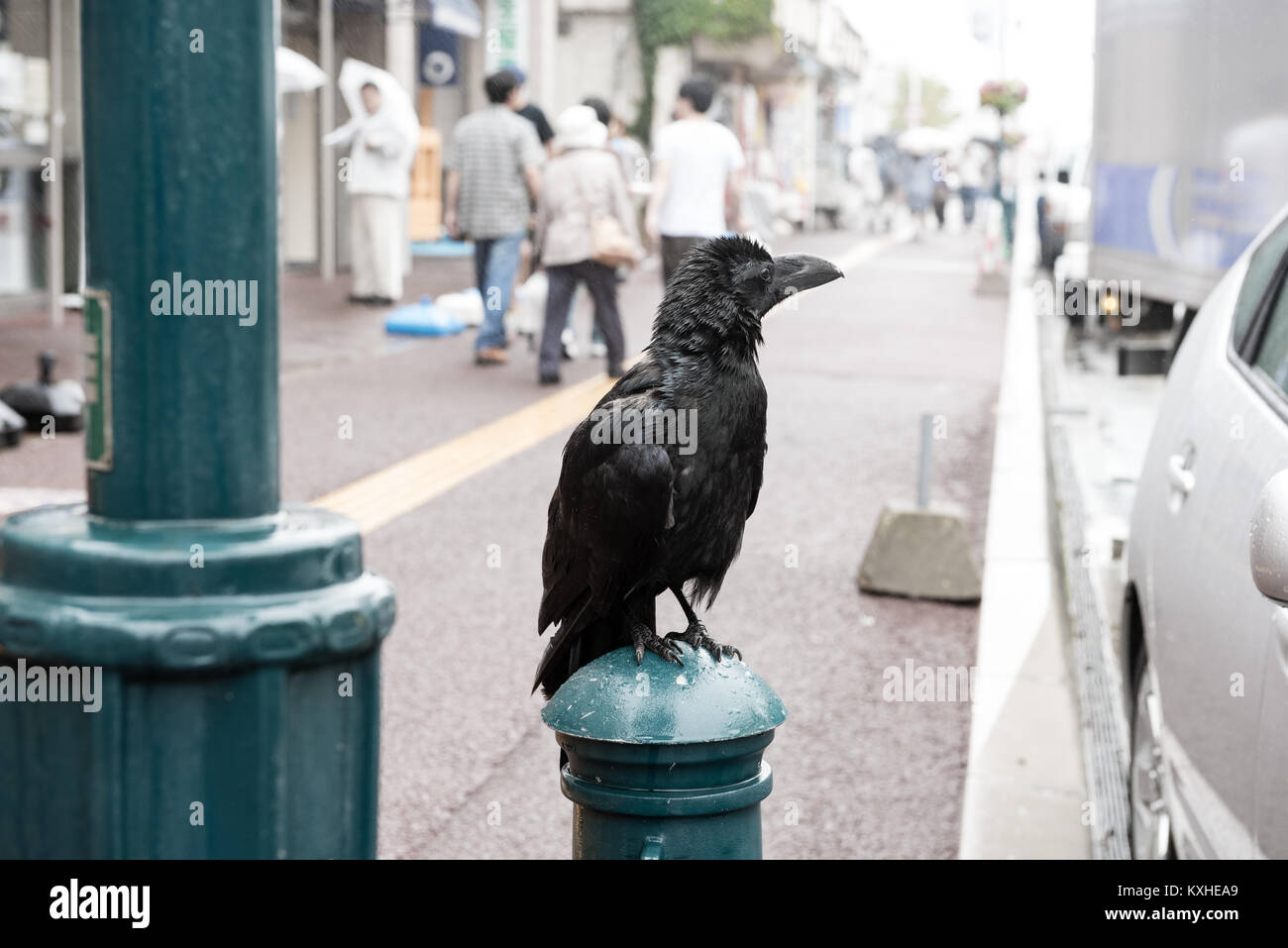black crow in the city Stock Photo - Alamy