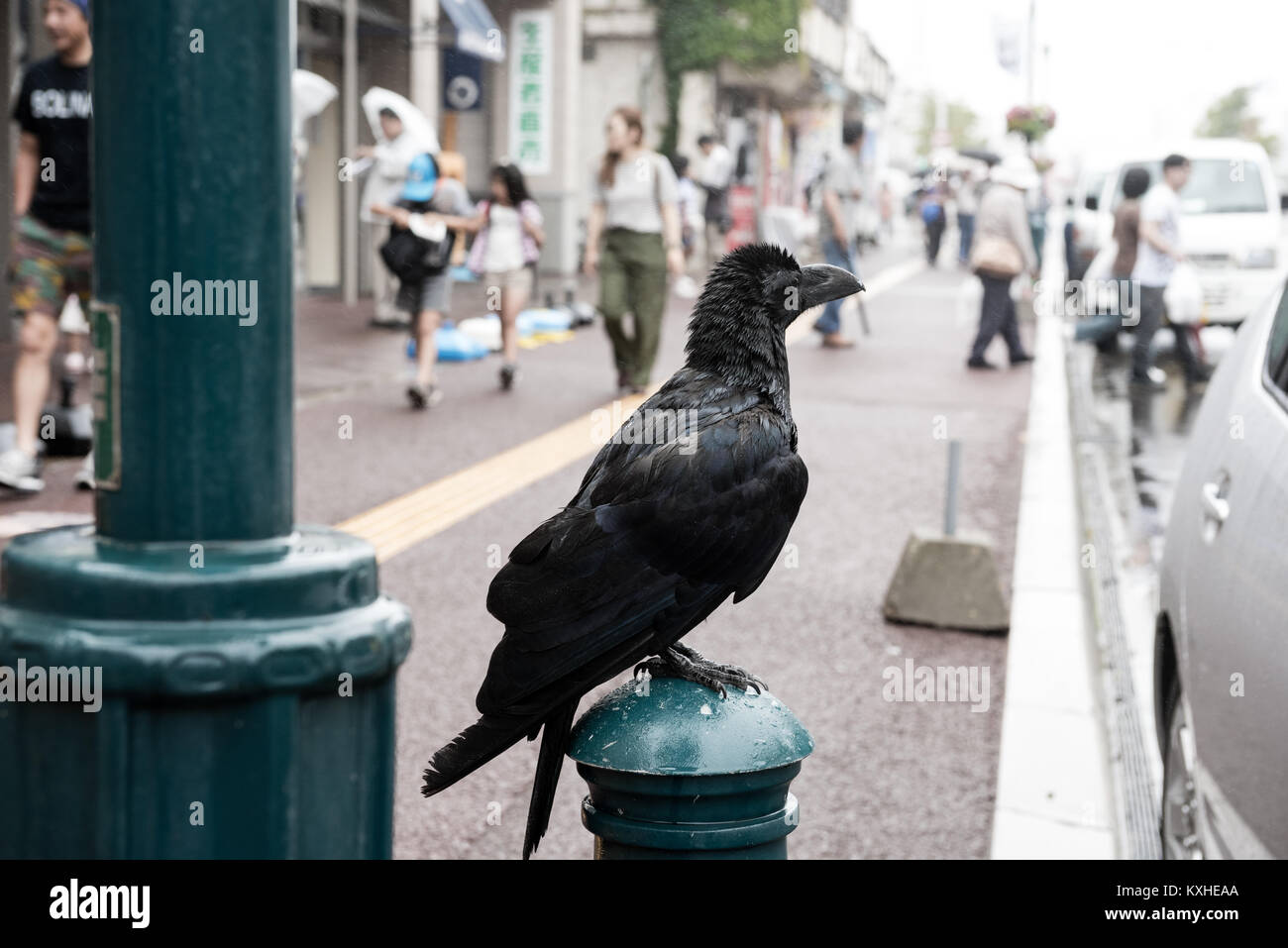 black crow in the city Stock Photo - Alamy