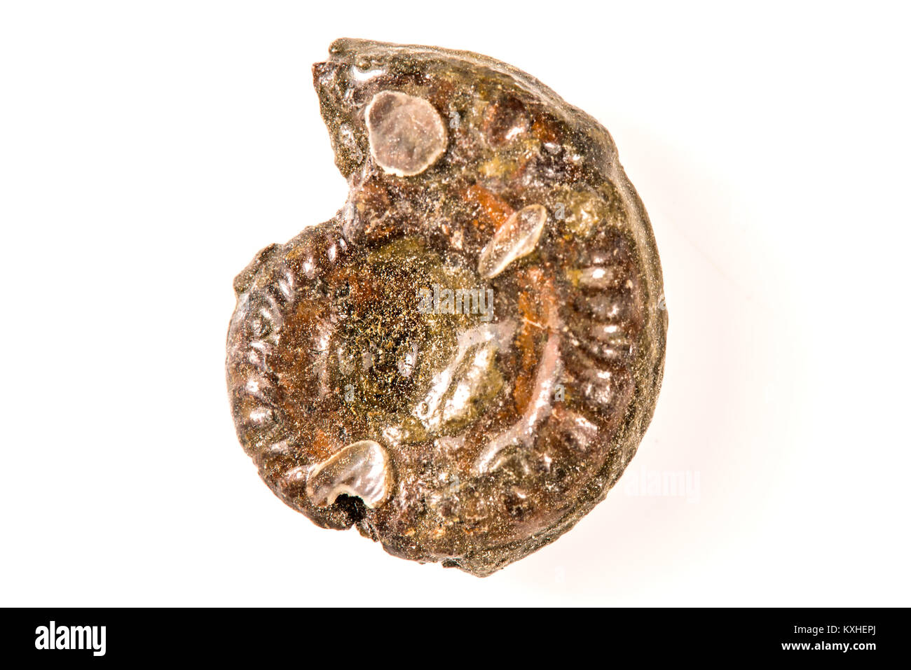 Pyrite ammonite hi-res stock photography and images - Alamy