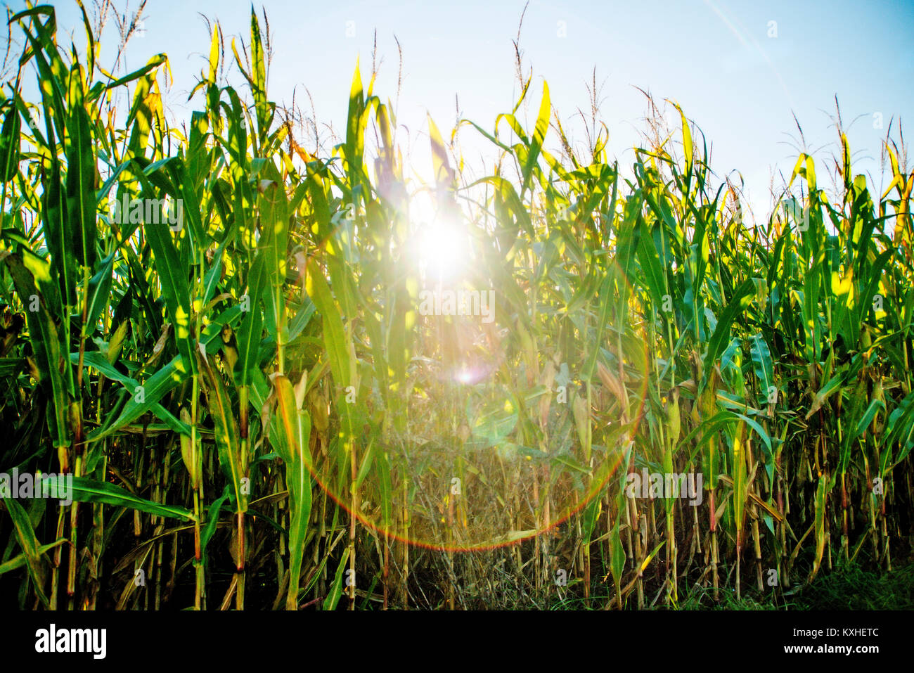 field of corn in back light Stock Photo - Alamy