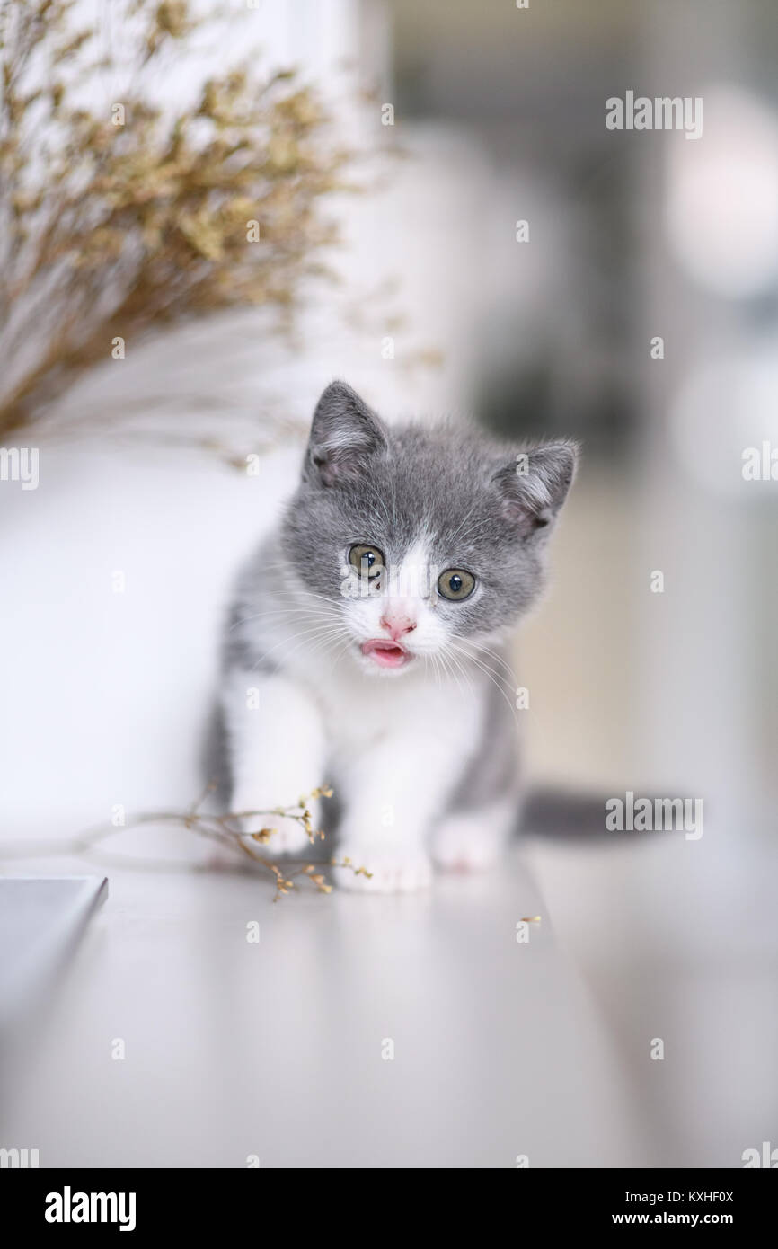 Cute kitten playing indoors Stock Photo - Alamy