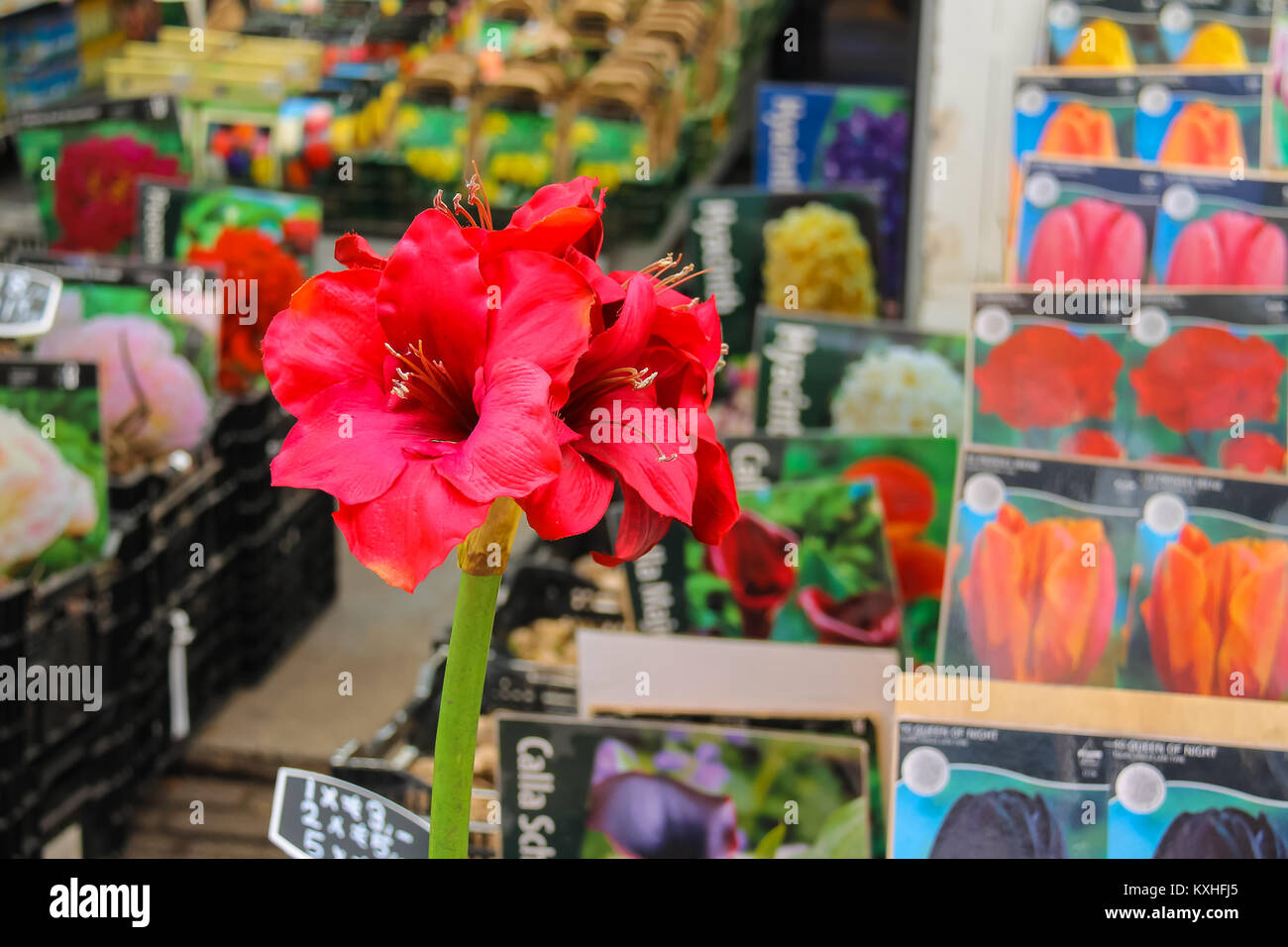Flower bulb store display in hi-res stock photography and images - Alamy