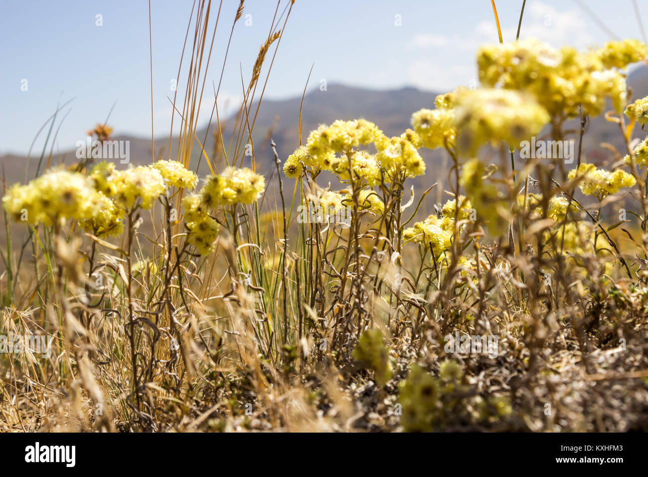 Yellow flowers of helichrysum arenarium is also known as dwarf everlast ...