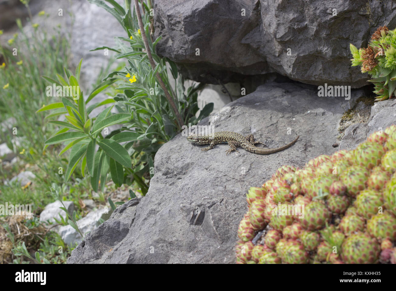 Roof lizard hi-res stock photography and images - Alamy