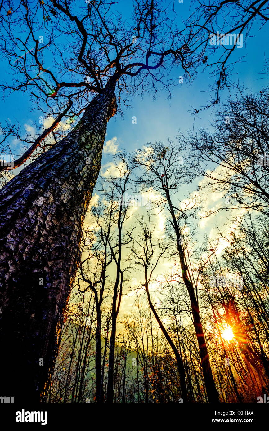 Tree looking up, tree with sunlight Stock Photo - Alamy