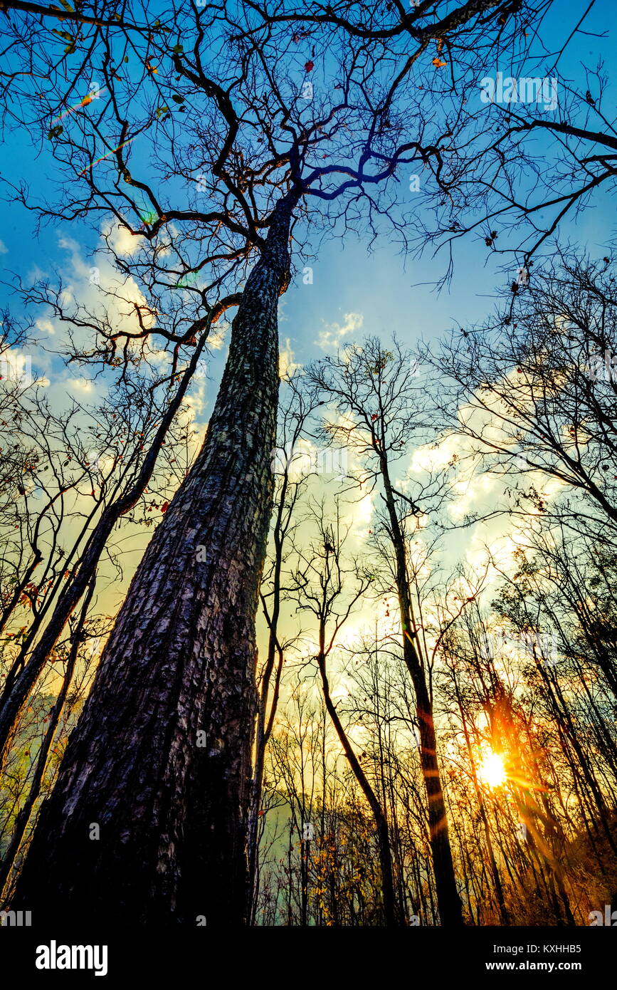 Tree looking up, tree with sunlight Stock Photo - Alamy