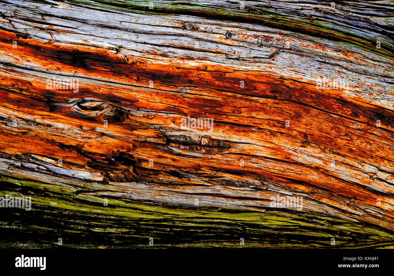 Close-up of colorful lichen plant and moss growing on pine bark Stock ...