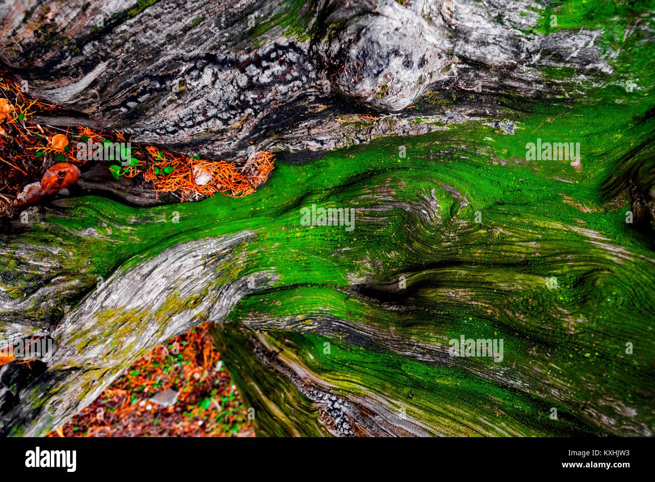 Close-up of colorful lichen plant and moss growing on pine bark Stock ...